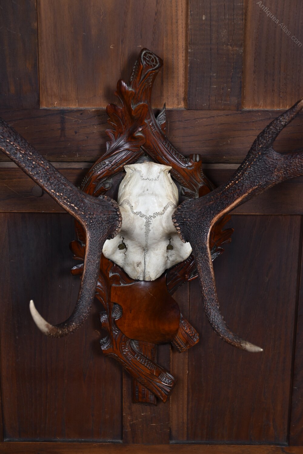 Antiques Atlas - 10 Point Stag Skull With Black Forest Mount as856a2586 ...
