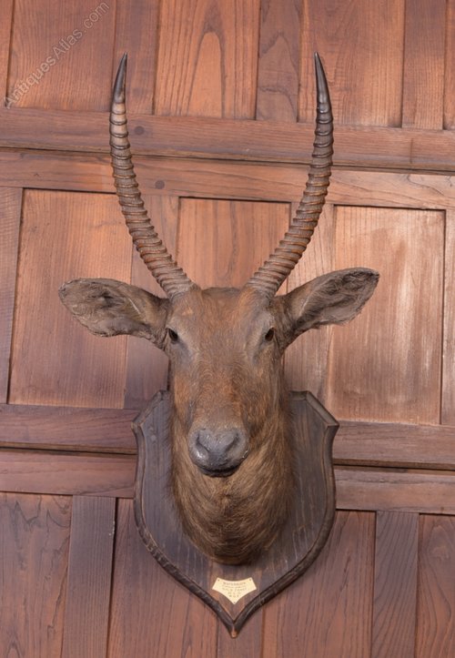 Antiques Atlas - African Mounted Taxidermy Waterbuck Head