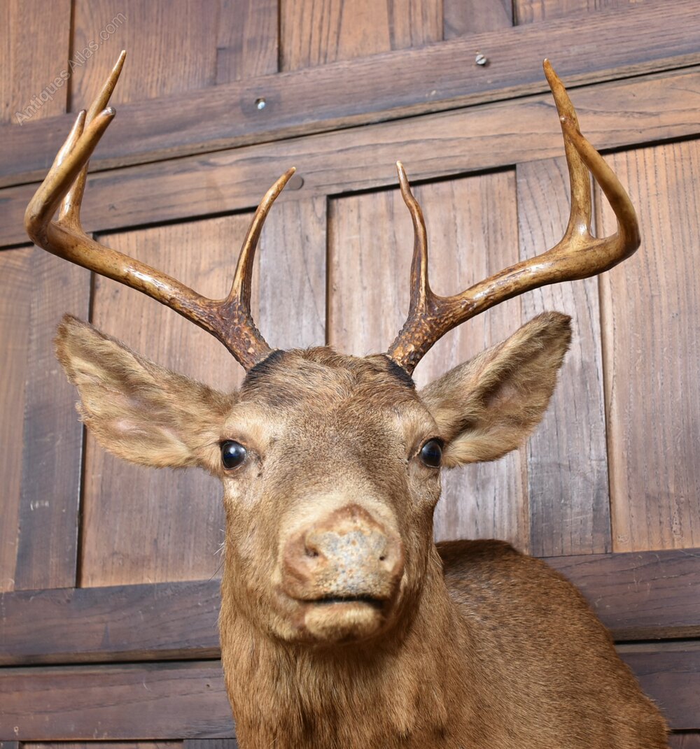 Antiques Atlas - Taxidermy Scottish Red Deer Stag Head as856a2795 / SAI3842