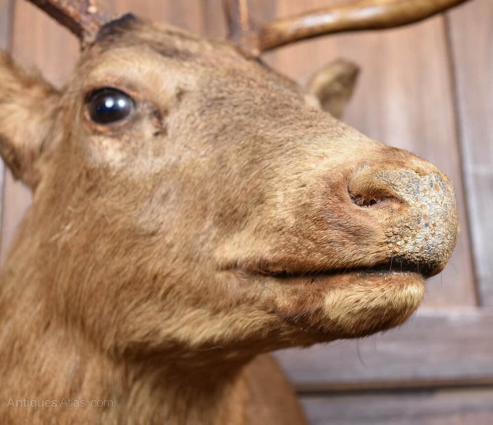 deer stag head