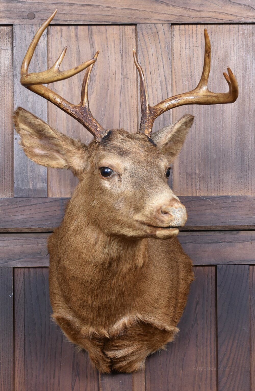 mounted stag head