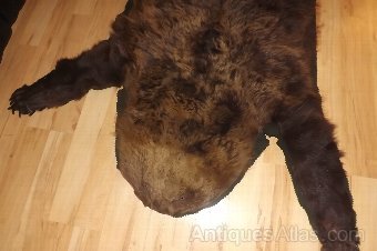 Antiques Atlas - Bear Skin Rug Victorian