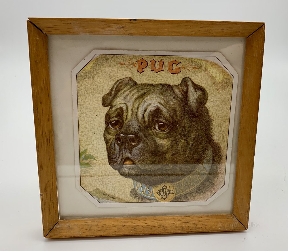 Antiques Atlas - Old Print Of Victorian Pug Dog