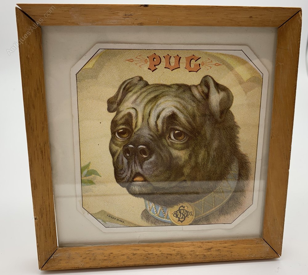 Antiques Atlas - Old Print Of Victorian Pug Dog