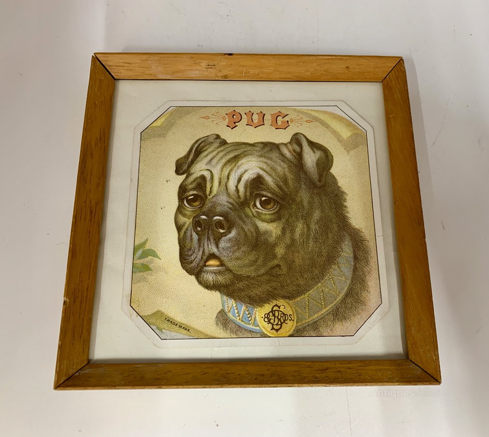 Antiques Atlas - Old Print Of Victorian Pug Dog
