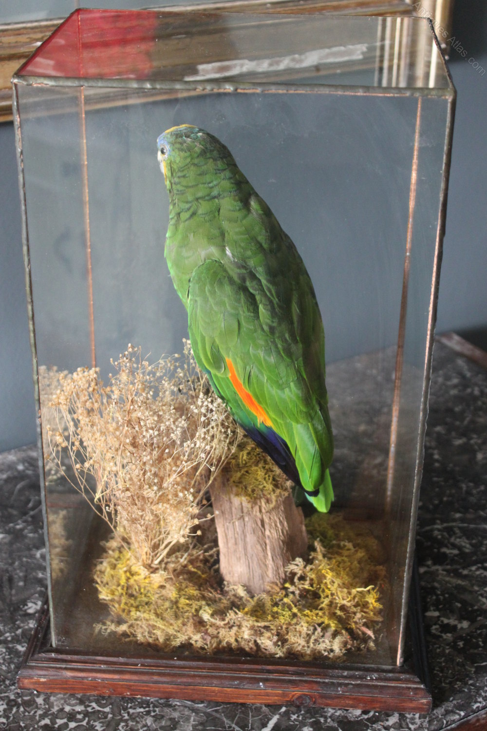 Antiques Atlas - Who's A Pretty Boy? Victorian Taxidermy Parrot ...