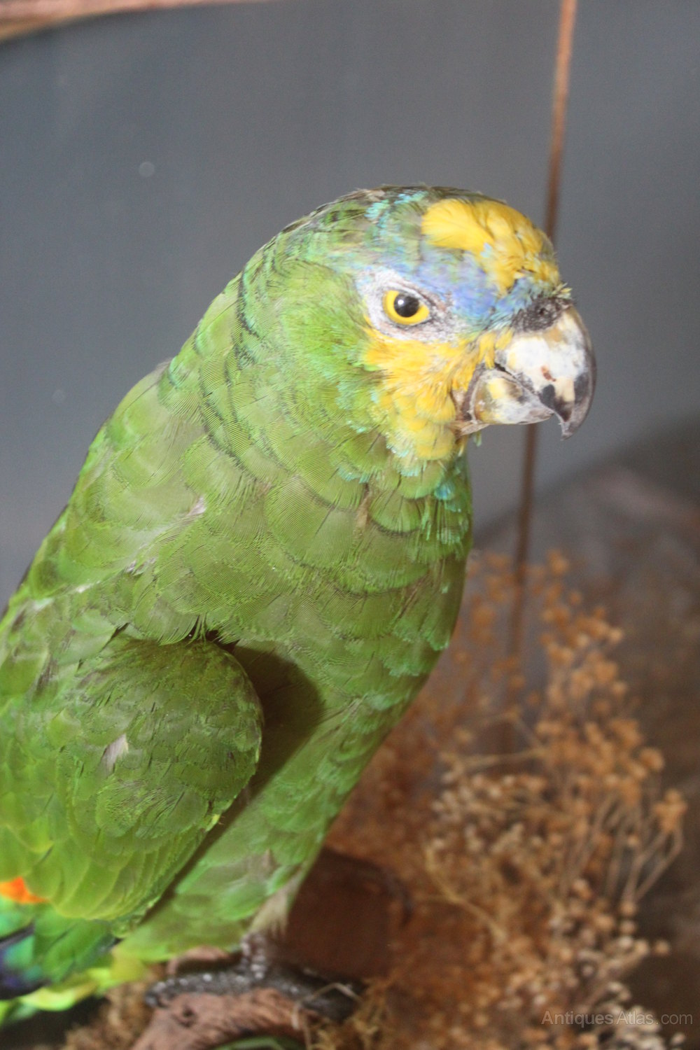 Antiques Atlas - Who's A Pretty Boy? Victorian Taxidermy Parrot ...