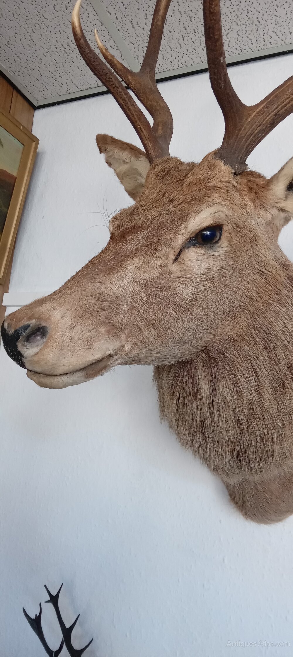 Antiques Atlas - A Stag's Head -a Beast Of A Thing! Ready To Hang ...