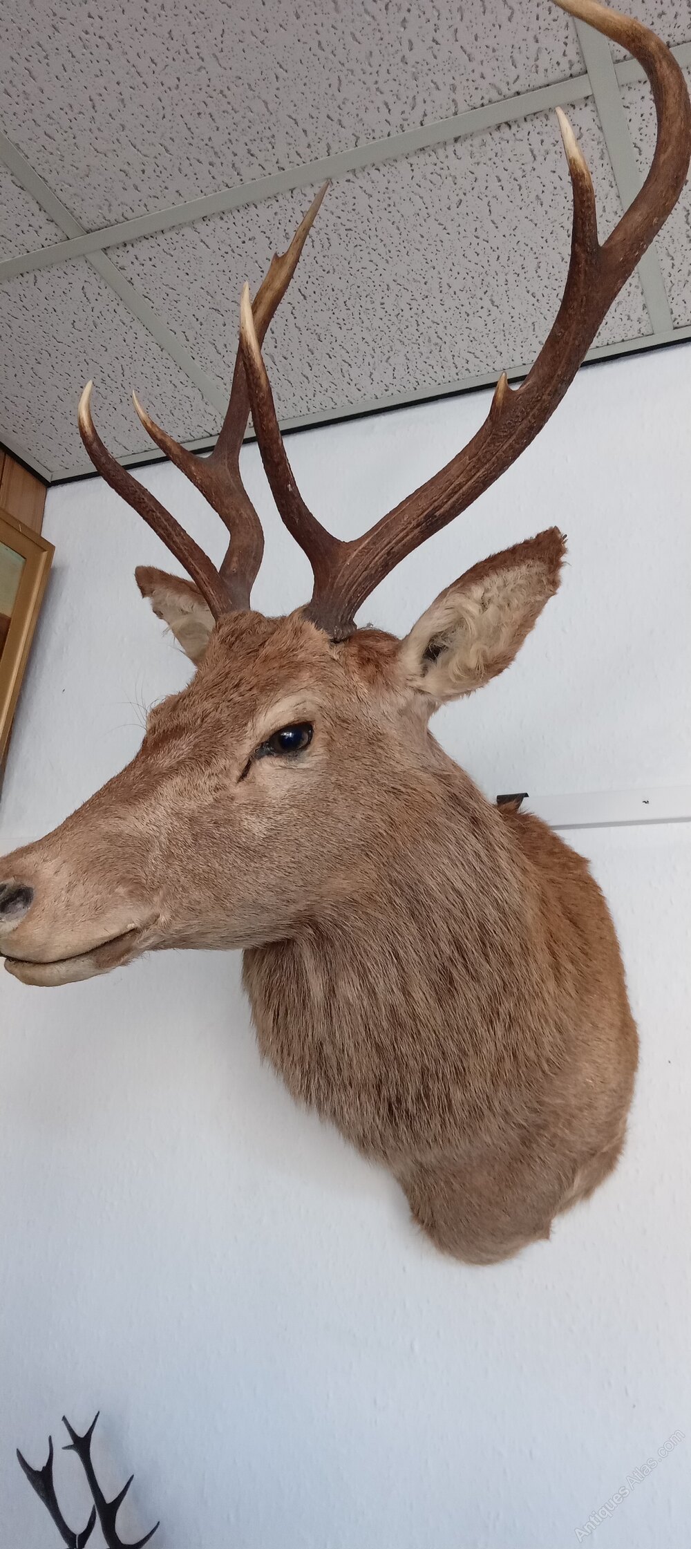 Antiques Atlas - A Stag's Head -a Beast Of A Thing! Ready To Hang ...