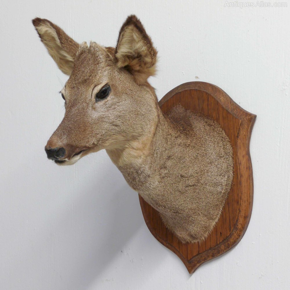 Antiques Atlas - Small Mounted Roe Deer Head